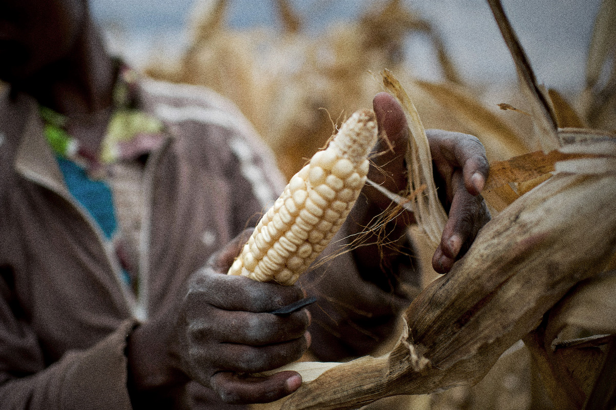 Who, what, why? Q&A on land science-based targets for companies ...