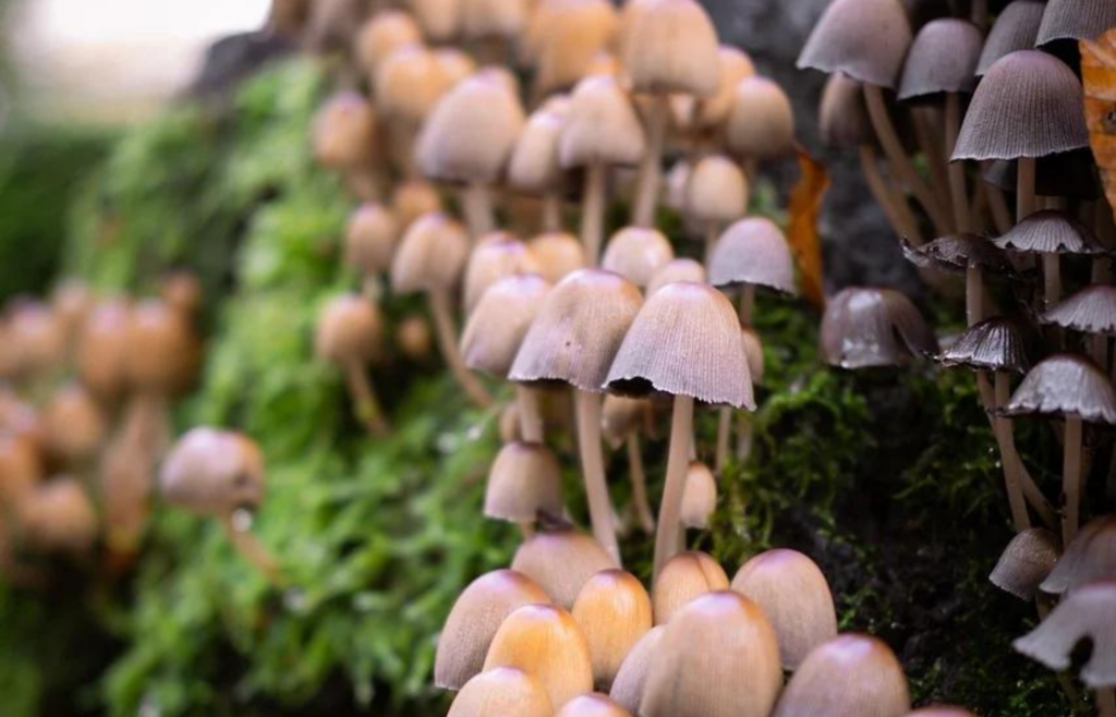 How are SBTs for nature developed? – Science Based Targets Network