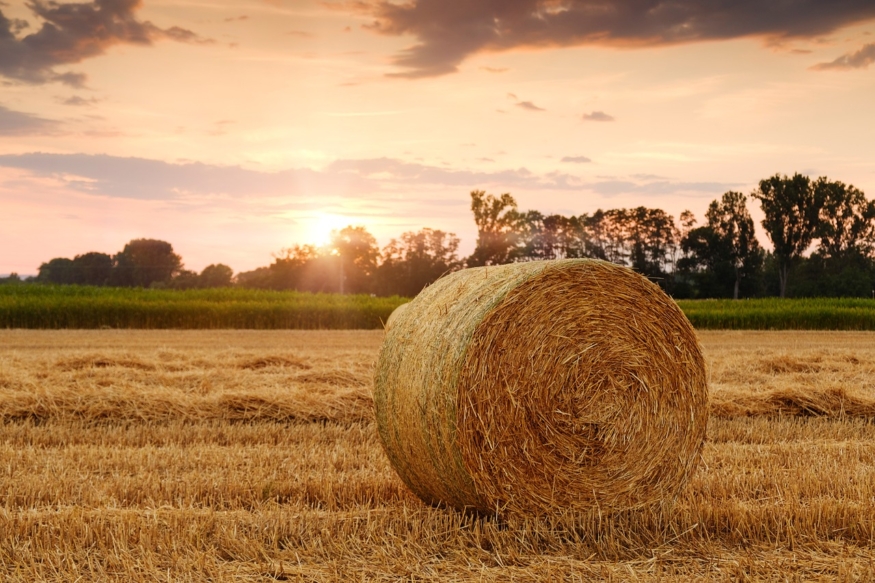 Land targets – Science Based Targets Network
