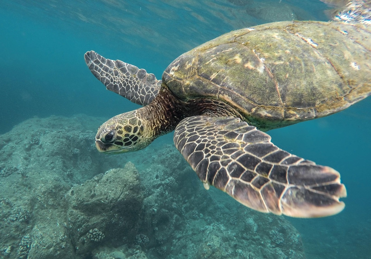 Learning resources – Science Based Targets Network