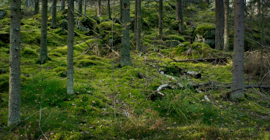 SBTN Pilot: Kering – Science Based Targets Network