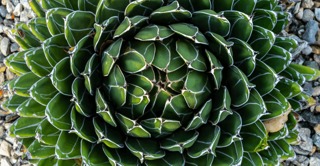 Science Based Targets Network