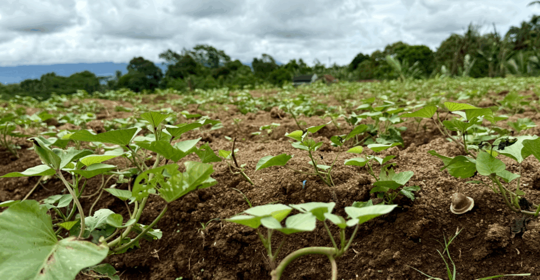 Reflections and progress from SBTN in 2025 – Science Based Targets Network